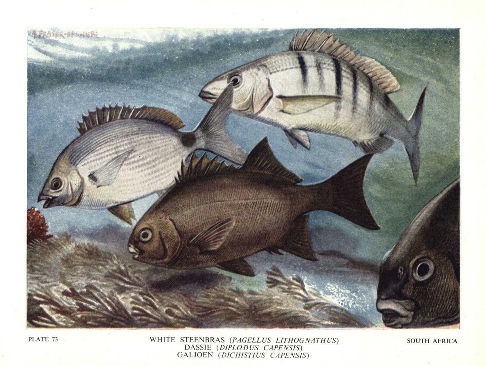 South African National Fish Galjoen