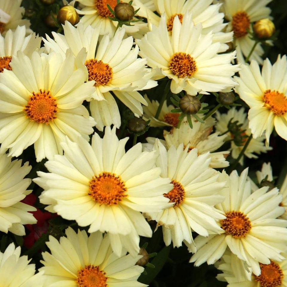 Coreopsis UpTick Cream - Tickseed | Outdoor Potted Perennial Plants ...