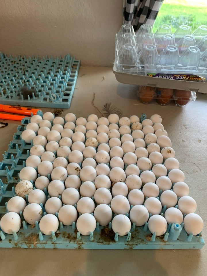 100 Butler bobwhite quail fertile hatching eggs | eBay