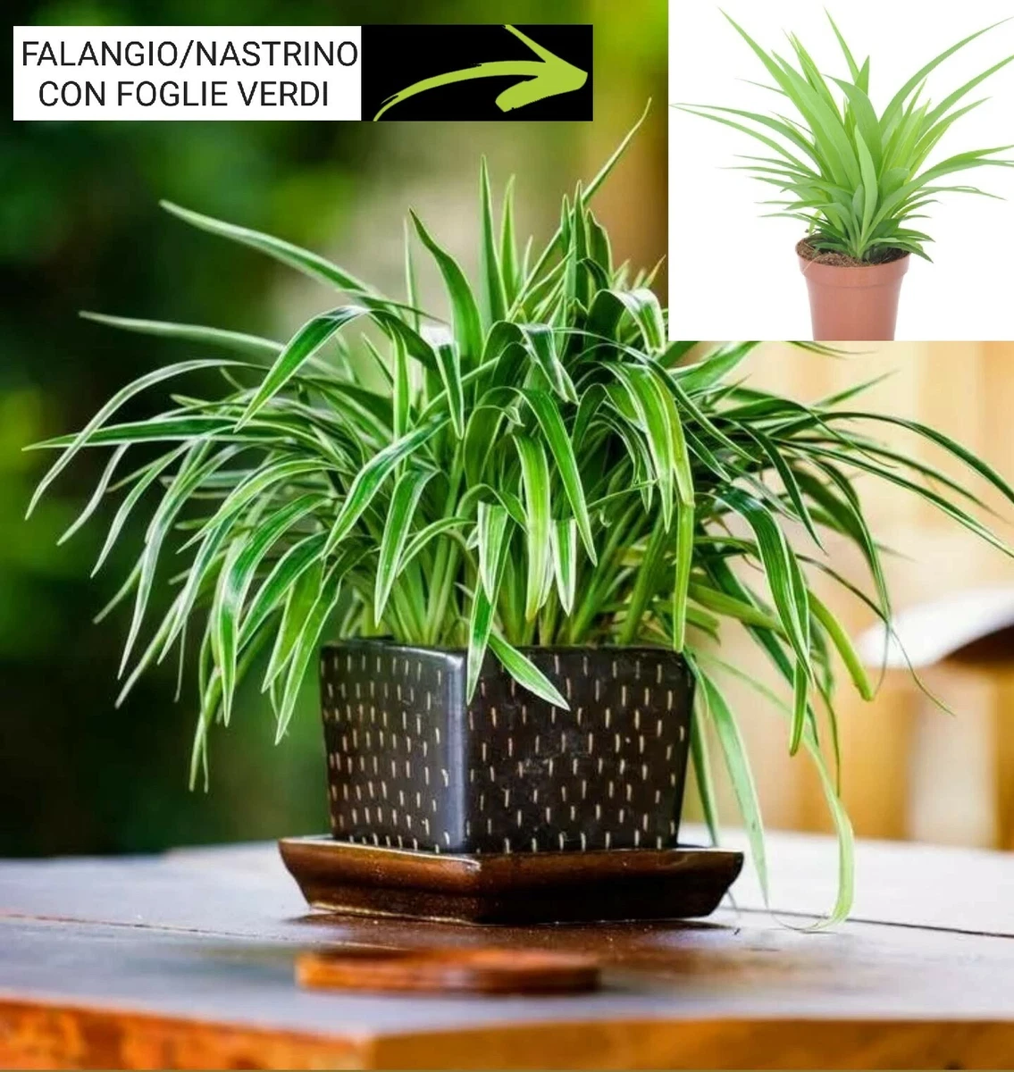 Pianta Ragno In Acqua