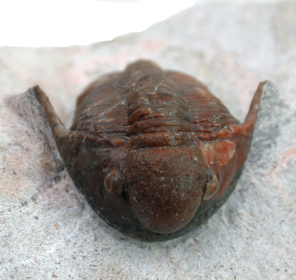 Devon Unbeschriebener Proetidae Seltener Trilobit auf Matrix Südmarokko ...