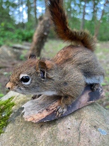 Red Squirrel Taxidermy, Squirrel Taxidermy, Pine Squirrel, Adirondacks,Gift! NEW | eBay