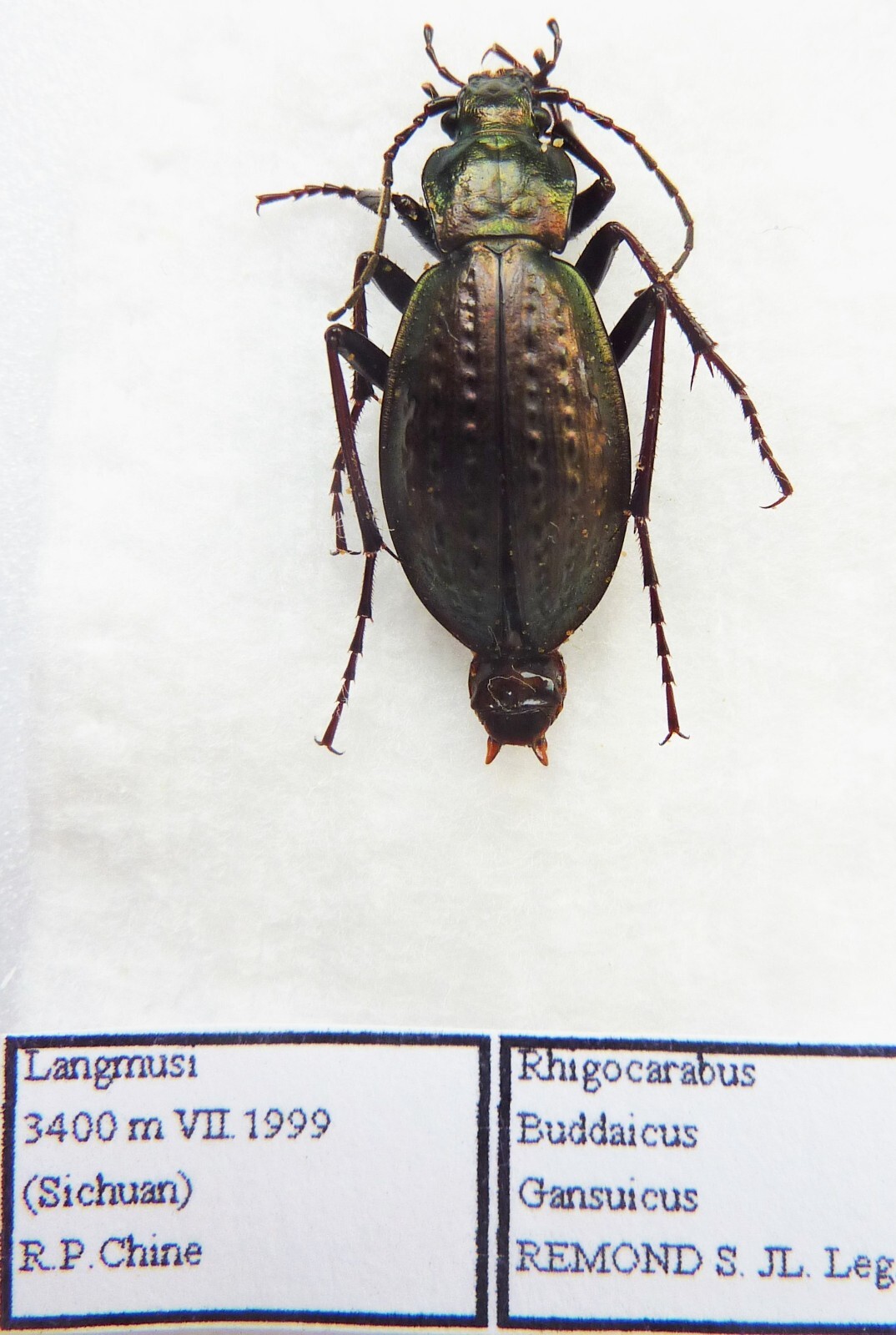 Carabus rhigocarabus buddaicus gansuicus (female A1) from CHINA ...