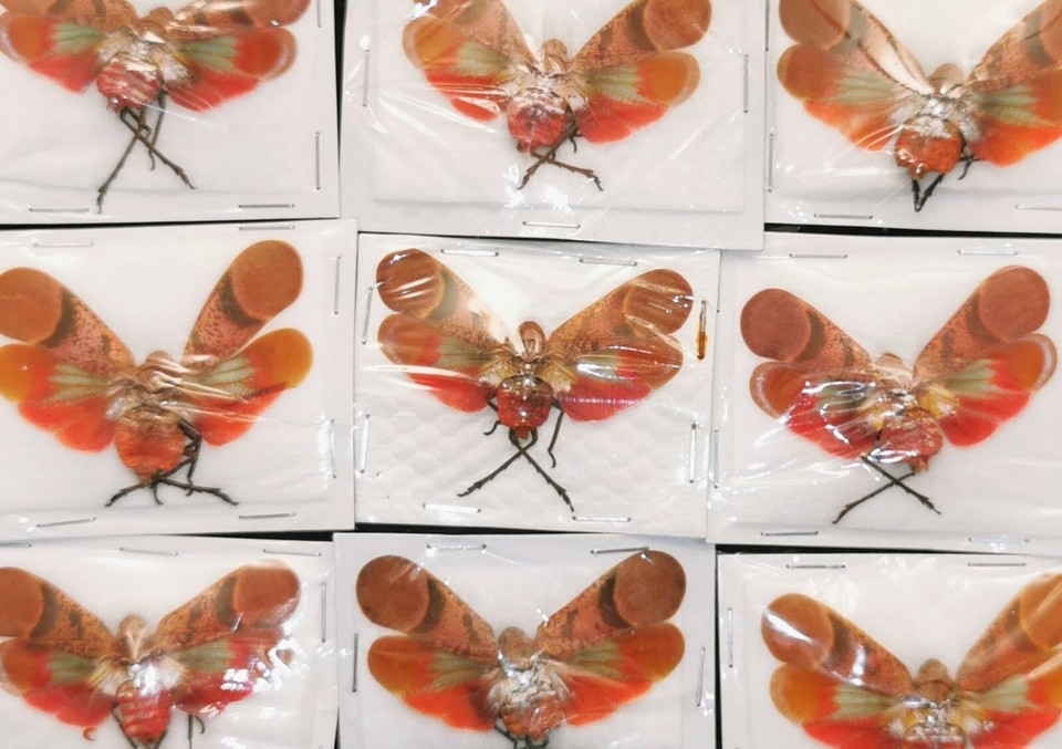 Homoptera Fulgoridae Scamandra rosea WS:4-5cm A1/A1- BALI FEMALE ...