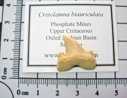 Cretaceous fossil shark tooth Morocco - Cretolamna biauriculata 1 per ...