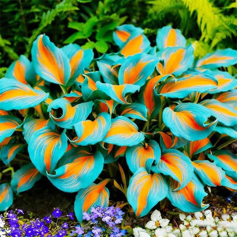 400Pcs Perennial Hosta Seed for Planting- Non-GMO Heirloom Plant Seeds ...