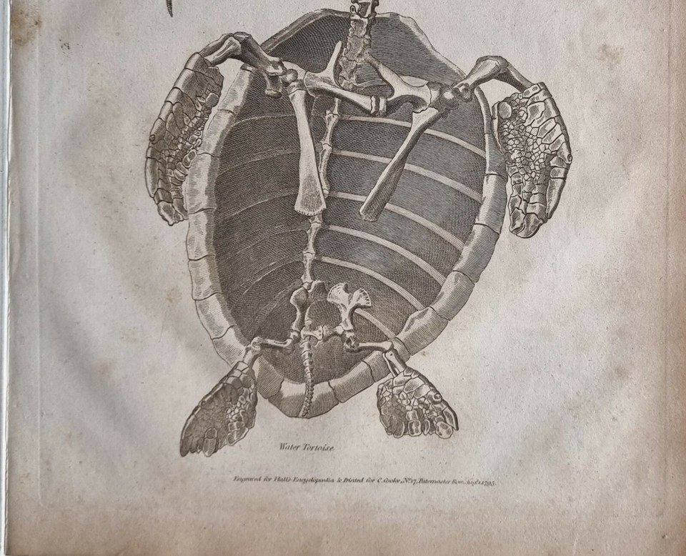 c1795 ANTIQUE PRINT SKELETON WATER TORTOISE PIKE THORNBACK COMPARATIVE ...