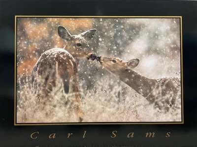 Carl Sams - First Snow - Deer - Fine Art Poster - Photograph - Litho ...