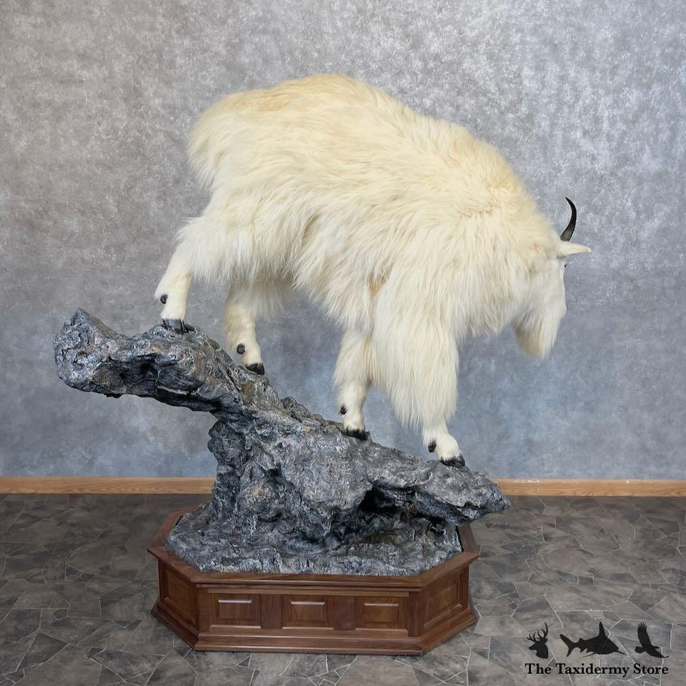 #28481 EL | Mountain Goat Life-Size Taxidermy Mount For Sale | eBay