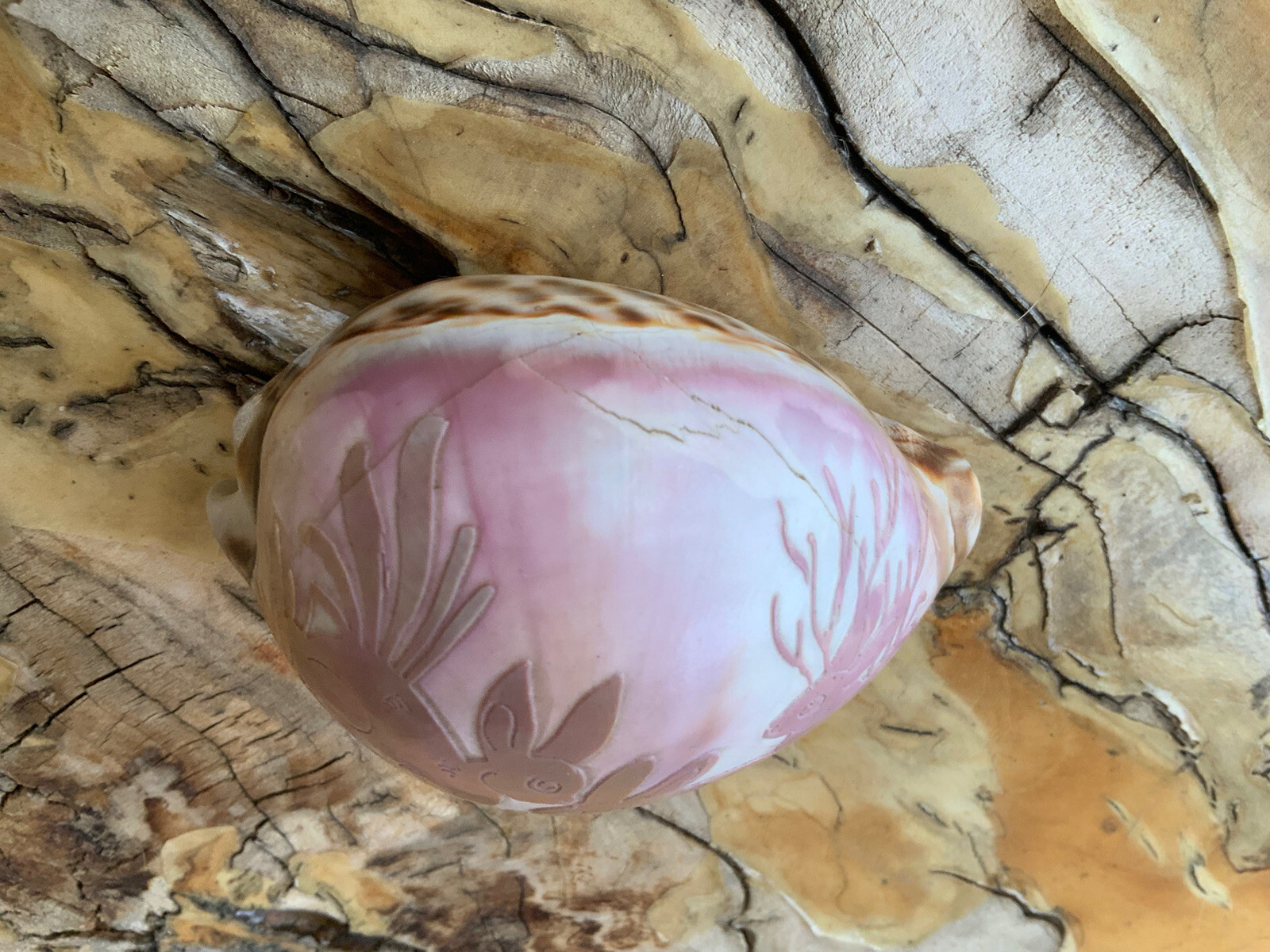 Vintage Carved Tiger Cowrie Shell Three Rabbits Bunnies | eBay