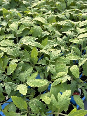 Lot of 3 RARE GERMAN JOHNSON HEIRLOOM TOMATO LIVE PLANTS 6 to 10 inches ...