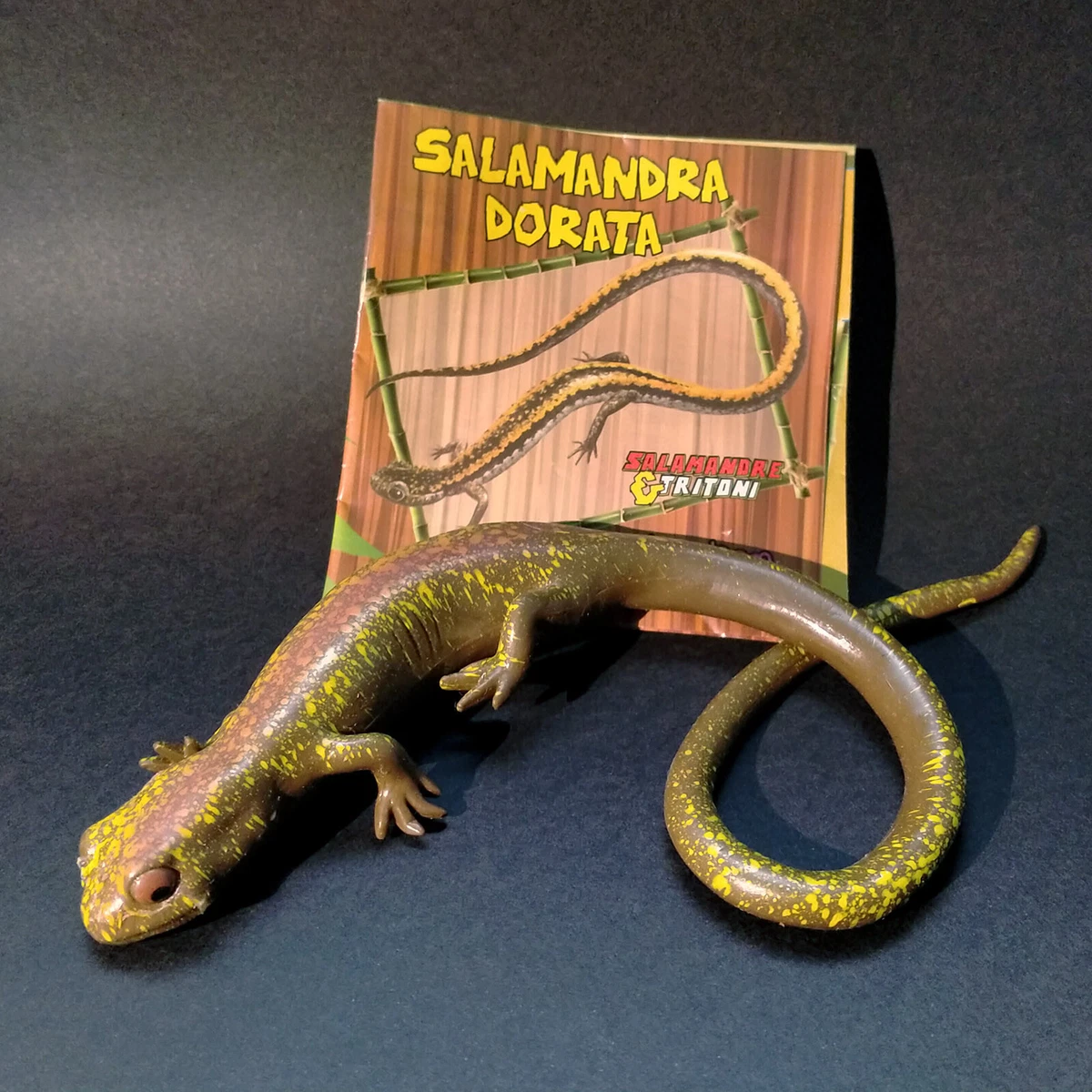 Pictures Of Striped Salamanders