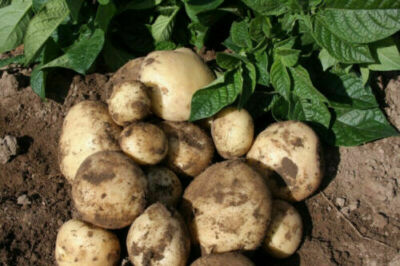 Rocket Seed Potato,First Early Seed Potatoes -for Planting, X20Tubers ...