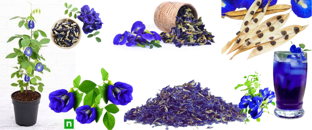 50g Clitoria Ternatea Tea Natural Dried Blue Pea Organic Drink Herbal ...
