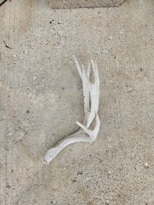 71"-72" Non Typical Mule Deer Sheds Antlers Horns Racks Home Decor ...