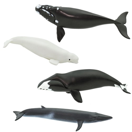 Safari Ltd. Whale TOOB Figurine Set - Detailed 2.5"-4" Plastic Model ...