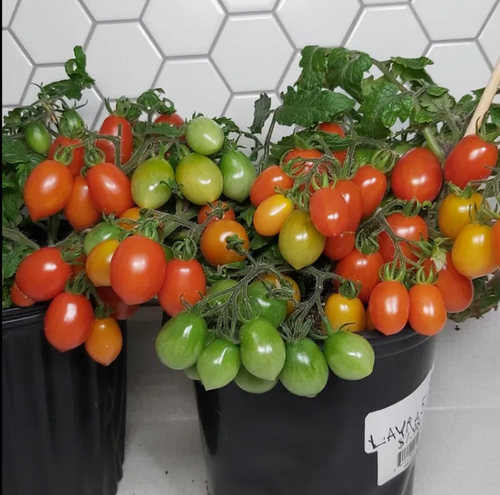 Hardin's Miniature - Micro Dwarf Tomato 12 Seeds (Read) | eBay