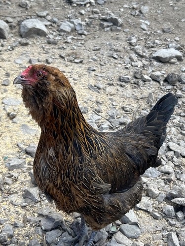 6 + Extras Pure Easter Egger, Ameraucana Hatching Eggs | eBay