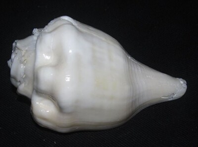 106 mm FREAK ROSE PATTERN Turbinella Pyrum Chank Seashell AMAZING ...