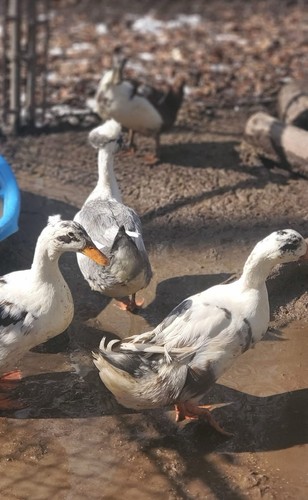 10 Crested Magpie Duck Hatching eggs *RARE* | eBay