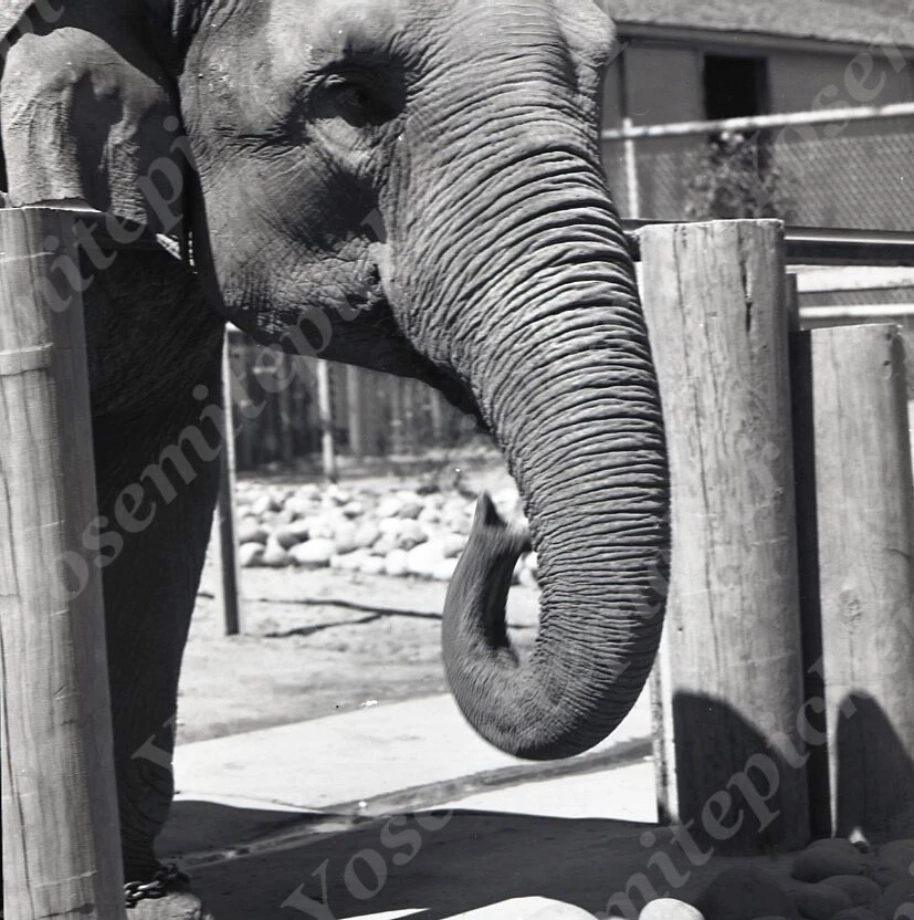 Elephant Eating Peanuts
