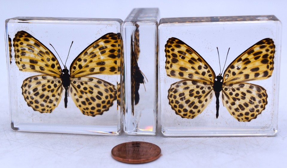 48mm Real Spotted Leopard Butterfly in Clear Lucite Preserved Timelaea ...