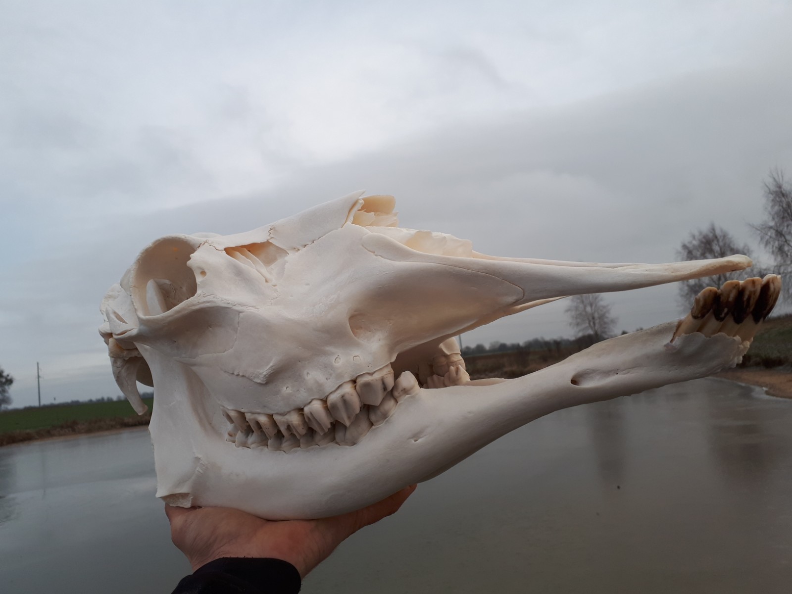 WILD MOOSE Alces americanus SKULL TAXIDERMY | eBay