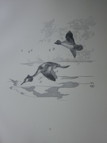 1937 Talbot KELLY Bird Overprint ~ Large Ornate Grebe & Golden Eye | eBay