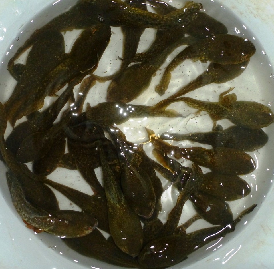 200 Lot Live Bullfrog Tadpoles-For Koi and Goldfish Pond PKF | eBay
