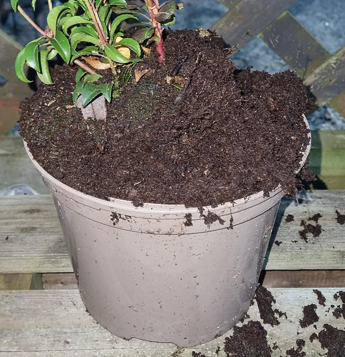 10/20/40L Growmore Large Bag Of Multi Purpose Garden Potting Compost ...