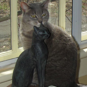 Joslin Hall Rare Books Photos Paper | eBay Stores