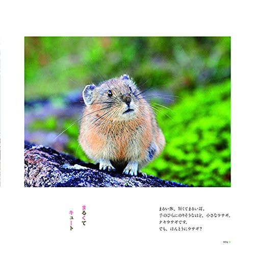 Pikas in the Rocks Japanese pika Ochotona hyperborea yesoensis Photo ...