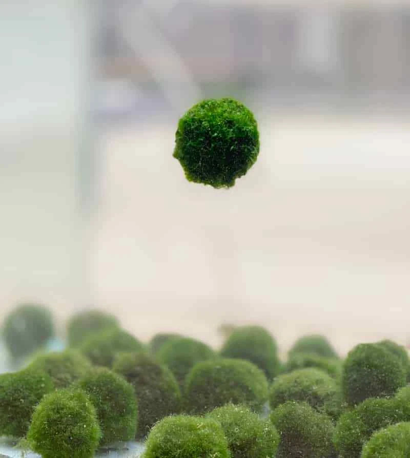 Java Moss Ball