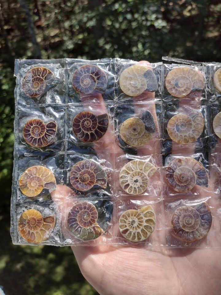 OPALIZED AMMONITE GORGEOUS CRYSTALIZED FOSSIL SLEEVED LOT MADAGASCAR *1 ...