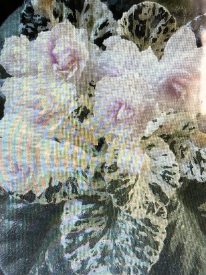 African Violet Starter Plant Watermelon Snow | eBay