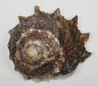 ASTRAEA HELIOTROPIUM 69.30mm BEAUTIFUL SPECIMEN Bay of Plenty, New Zealand | eBay