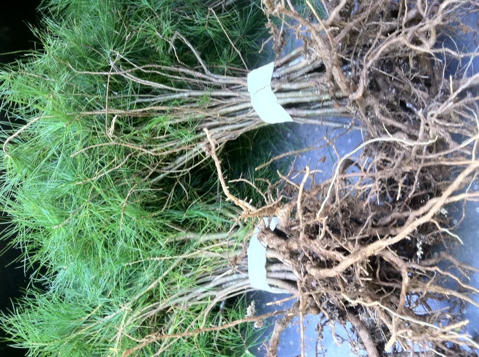 10 white pine sapling trees 12 inch evergreen seedling transplants #GLD ...