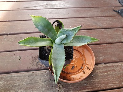Agave Americana, rooted offset, collectable, cactus, succulent, plant ...