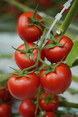 TOMATO Cascade Early 30 seeds HEIRLOOM vegetable garden SUMMER ...
