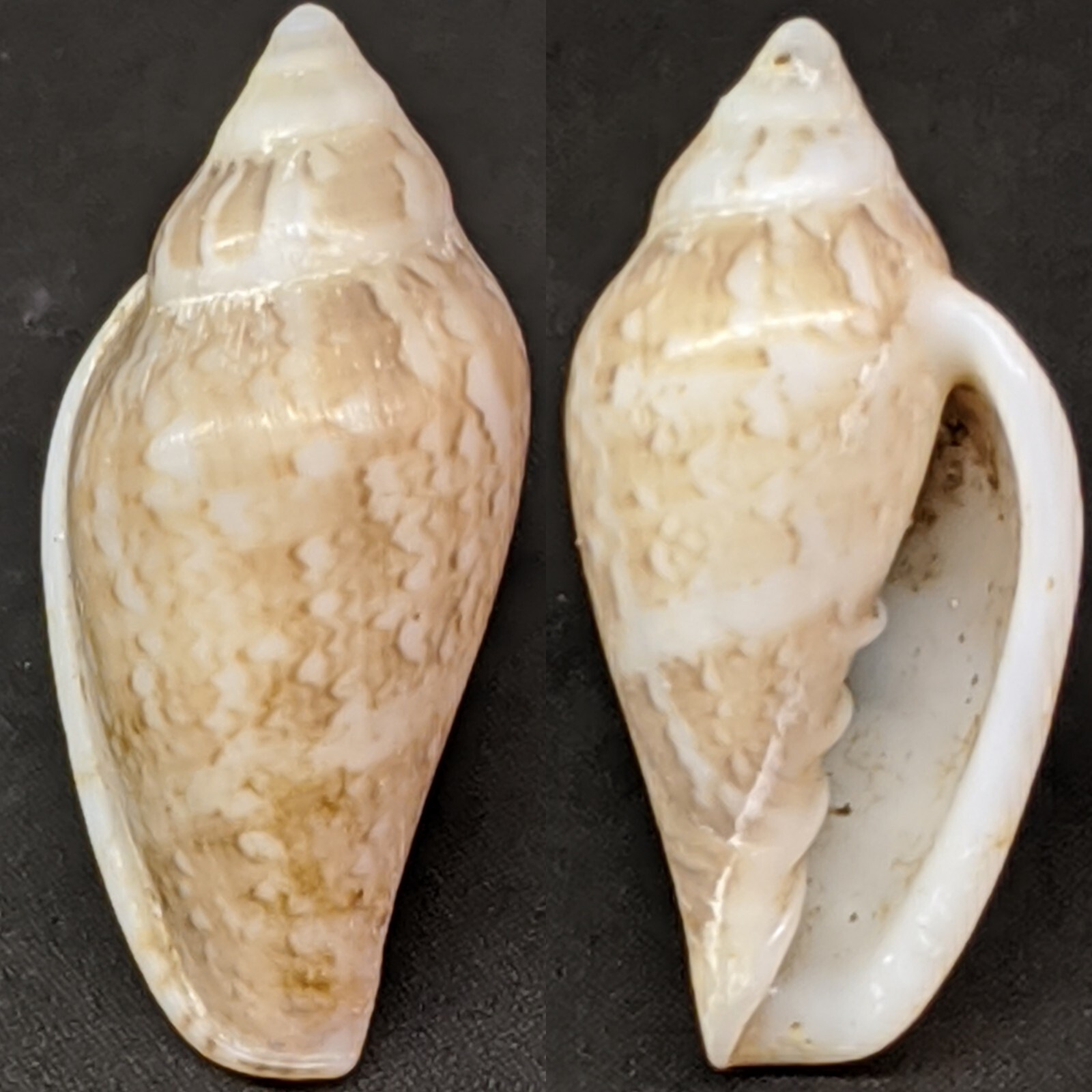 Marginella westhuizeni 22mm MARGINELLIDAE Margin Seashell | eBay