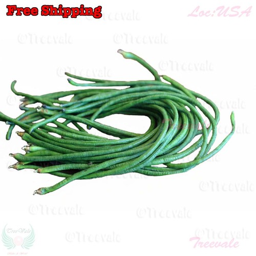 DARK GREEN Yardlong Bean, Asparagus Bean, Snake Bean, Chinese Long Bean ...