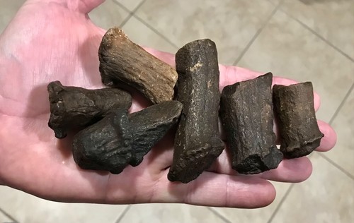 12 - DEER ANTLER SECTIONS HORN BONES SKULL FOSSILS FROM FLORIDA- (((SEE ...