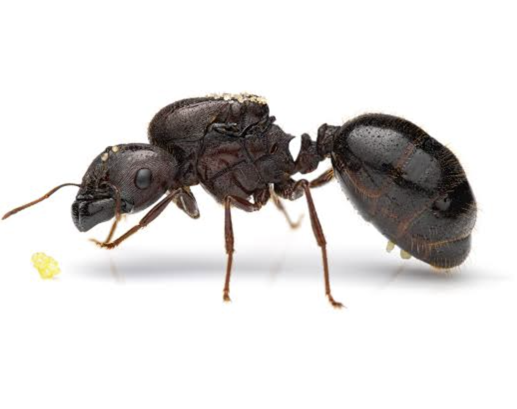 Carebara Diversa Colony 2 queen 500W - Feeder insect | eBay