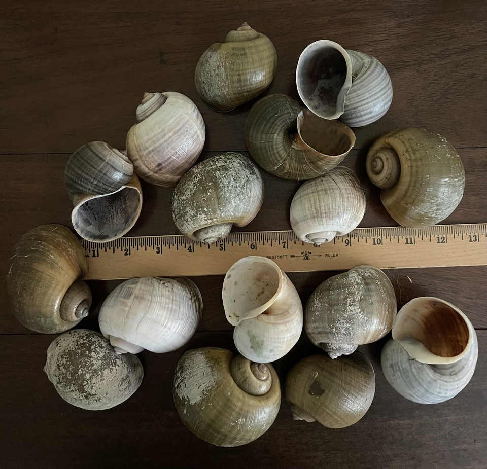 12 XL - Large Natural Clean Apple Snail Shells w/ 2”+ opening for decor ...