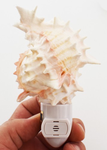 Real Seashell Night Light Pink Murex Shell Decorative Beach Decor LED ...