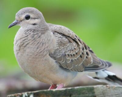 MOURNING DOVE RAIN DOVE BIRD GLOSSY POSTER PICTURE PHOTO PRINT BANNER 9763 | eBay
