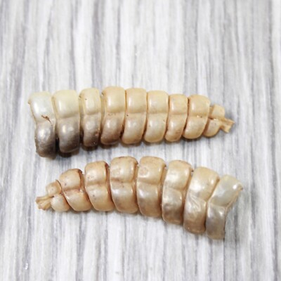 2 Very Large Rattlesnake Rattles #3055 Taxidermy Diamondback Sidewinder ...