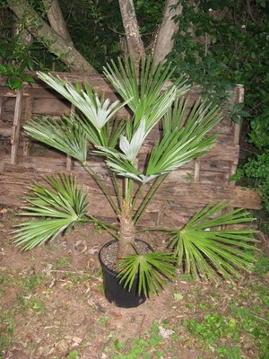 Three Foot Waggie Palm Trachycarpus wagnerianus | eBay
