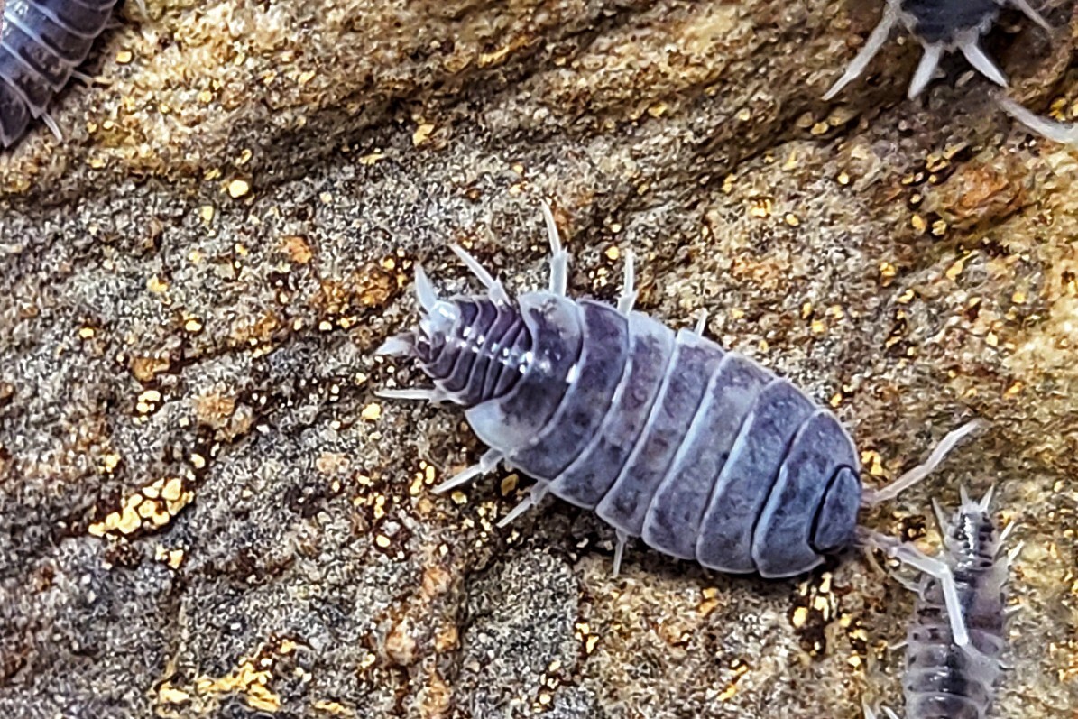 (LAG) 15+ Porcellionides Pruinosus Oreo Crumble Isopods ~ Bioactive ...