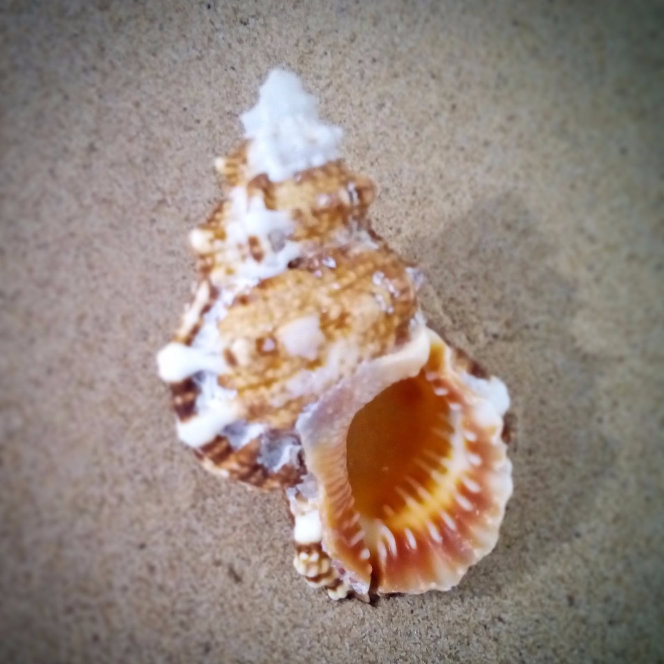 Shells Seashells, Beach Shells, Individual Sea Shells - Choice of Over ...